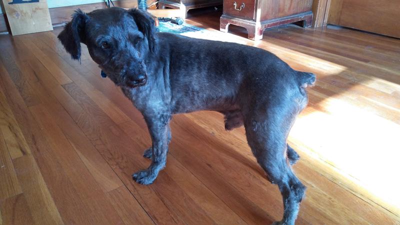 Wahl Deluxe U-Clip Dog Grooming Kit & Accessories