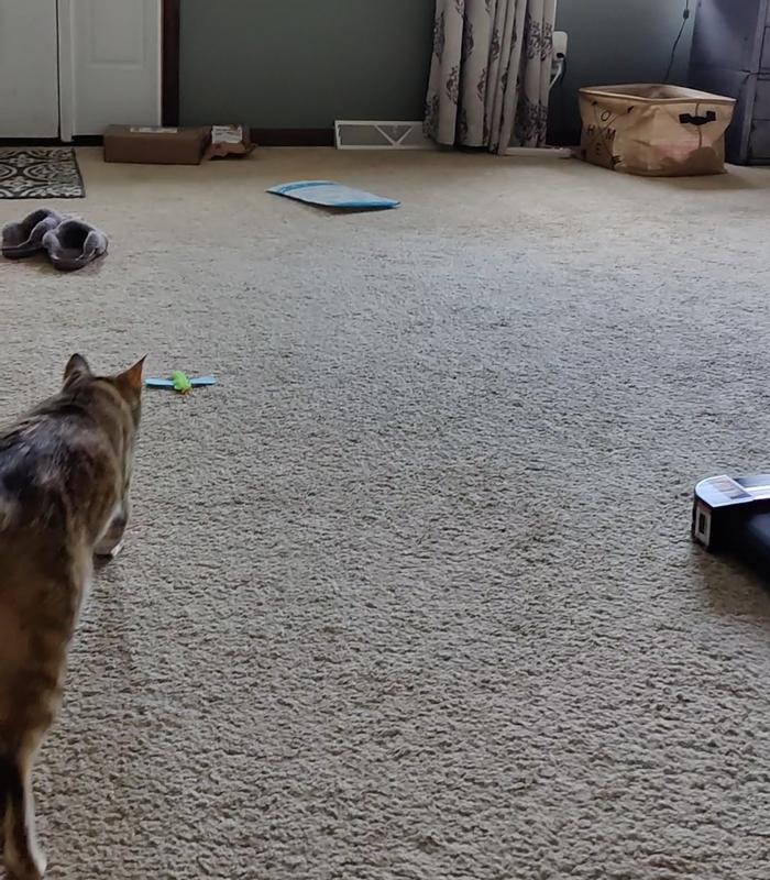 Leaps & Bounds Flinger-Style Dragonfly Cat Toy, X-Small | Petco