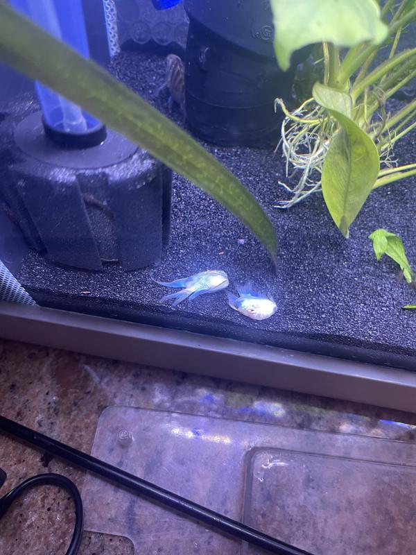 Balloon Rams For Sale | Petco