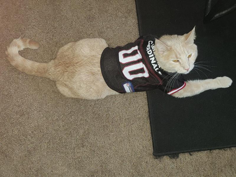 Pets First NFL NFC West Mesh Jersey For Dogs, Small, San Francisco ...