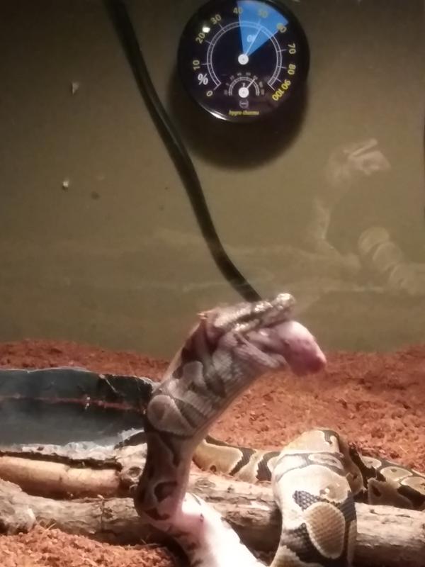 Frozen Fuzzy Rat, Count of 10 | Petco