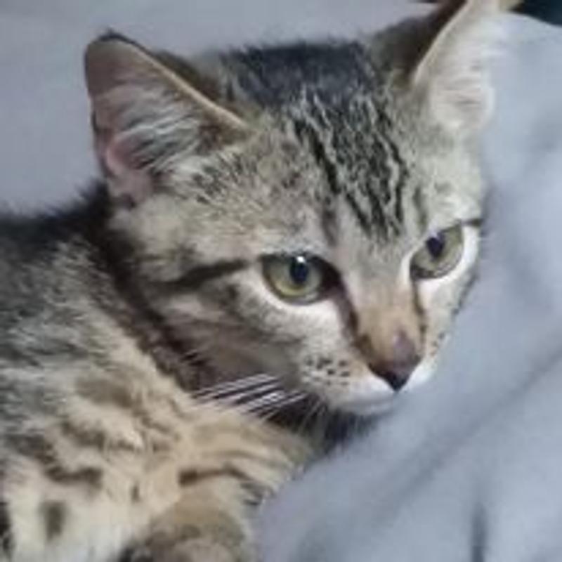 Fresh Step Unscented Outstretch Concentrated Cat Clumping Litter, 19 ...