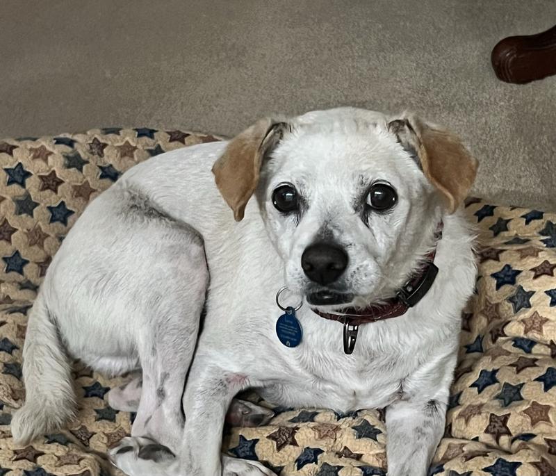 Ultimate Pet Nutrition Nutra Thrive Dog Health & Vitality Supplement