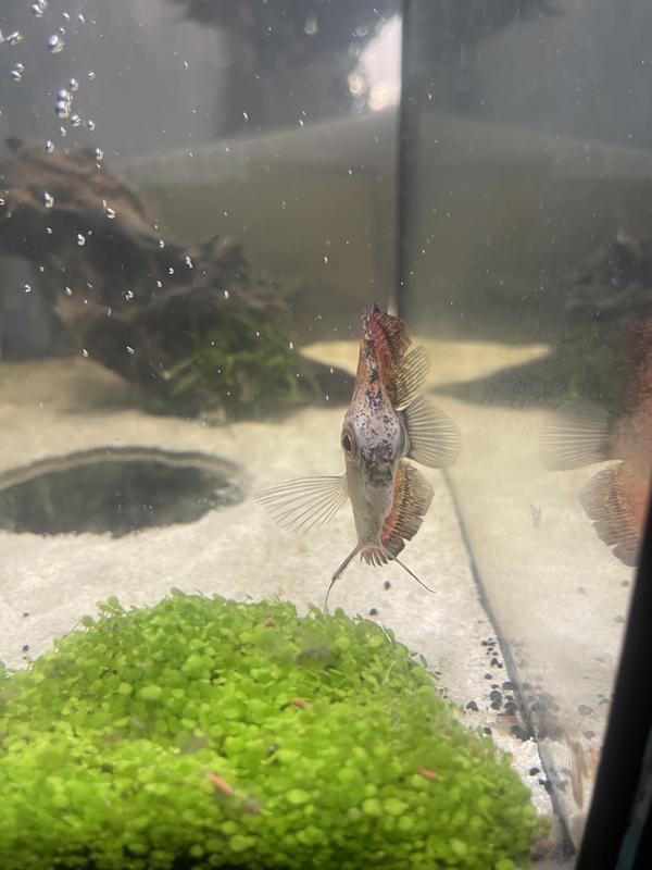 Pigeon Blood Discus For Sale | Petco
