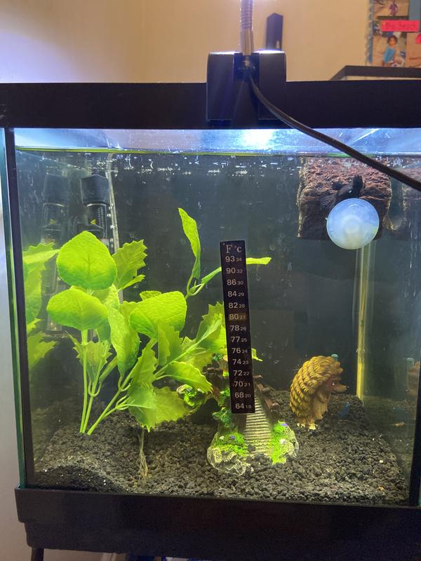 Midnight Betta For Sale - Male | Petco