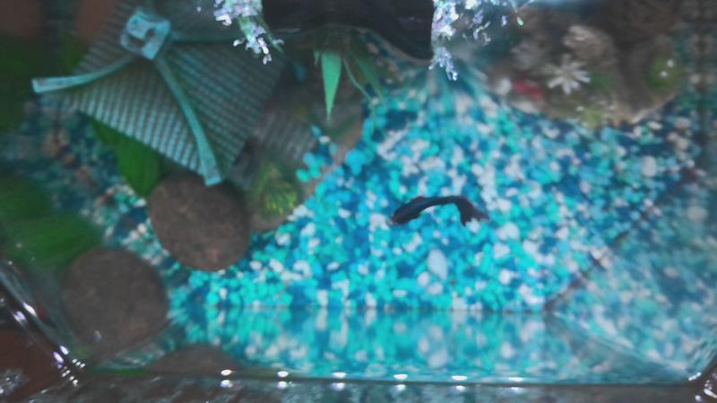 Pink Orchid Betta For Sale - Male | Petco