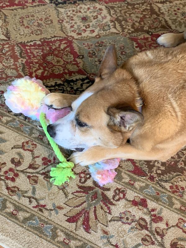 Leaps & Bounds Tough Monkey with Rope Tug Dog Toy | Petco