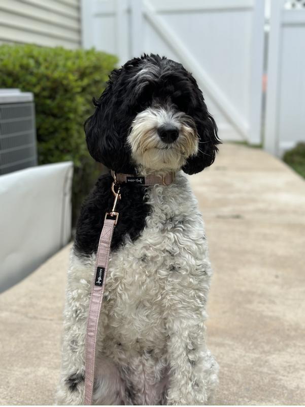 Sassy Woof 3 Piece Dog Bundle with Matching Collar, Leash, and Waste Bag Holder, Neon Yellow ...