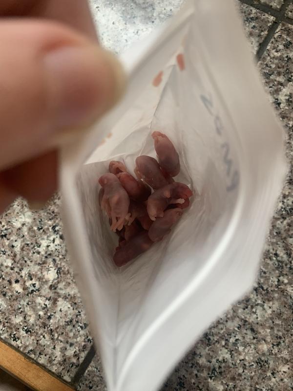 Frozen Pinkie Mouse, Large, Count of 50 | Petco