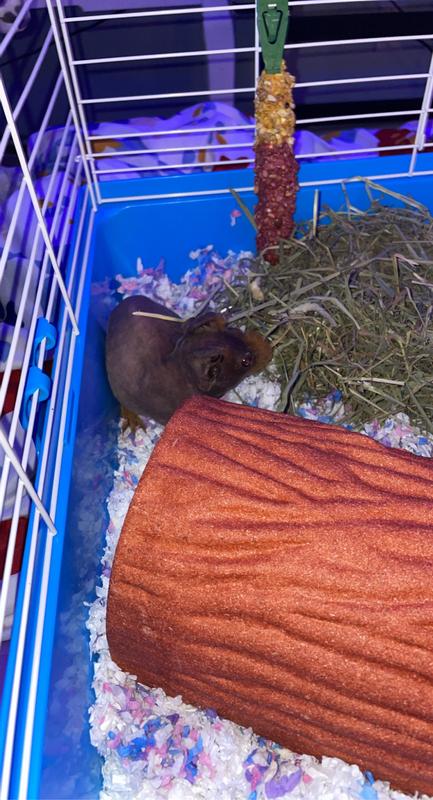 Petco Hairless Guinea Pig: Gentle & Easy-Care Companion