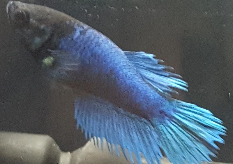 Blue Female Crowntail Betta Fish for Sale: Order Online | Petco