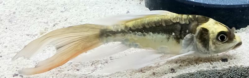 Mayan Butterfly Koi For Sale | Petco