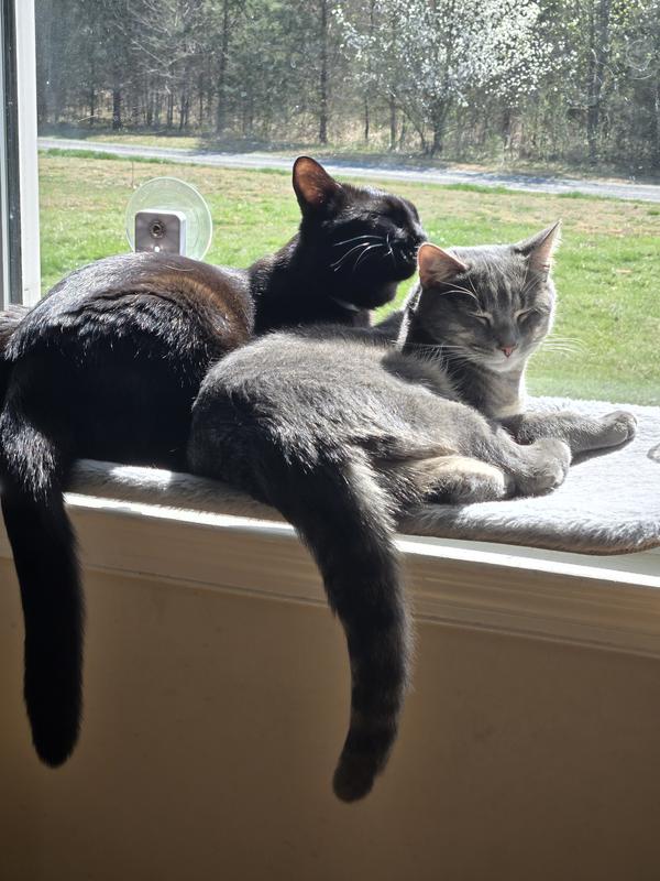 EveryYay Toadstool Scratch Post for Cats | Petco