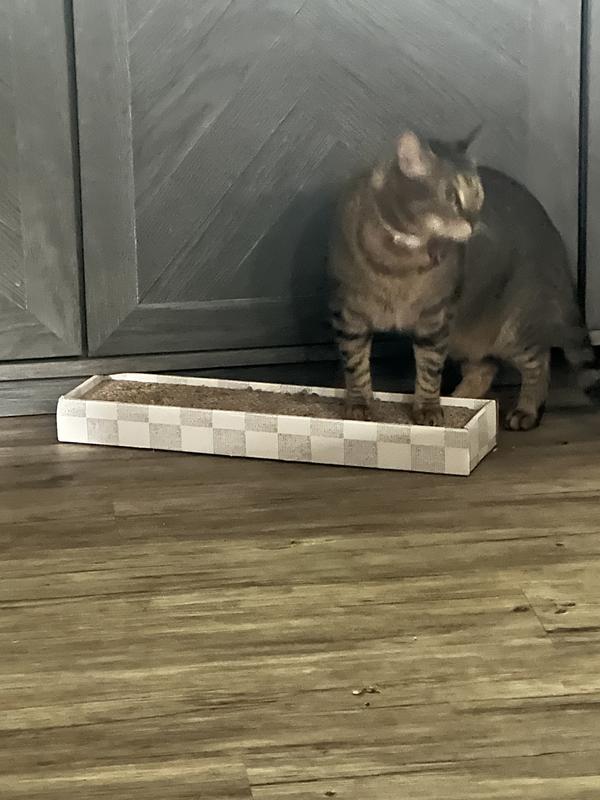 EveryYay Singlewide Cardboard Scratch for Cats, Plaid, 1.75" H | Petco