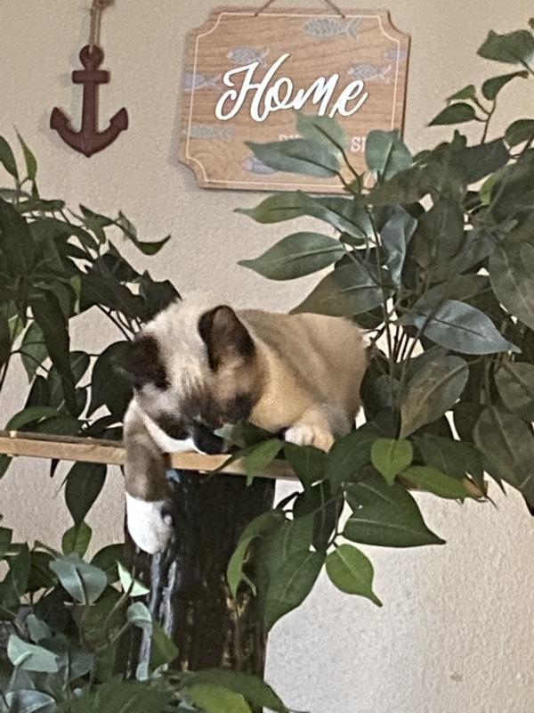 On2Pets Seasons Square Cat Tree, Plum, 60" H | Petco