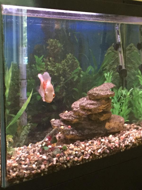 Tetra Color Plus Tropical Flakes Fish Food, 7.06 oz. | Petco