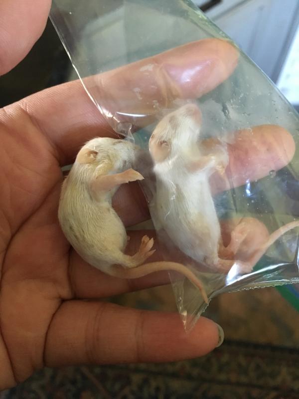 Frozen Hopper Mouse, Count of 25 | Petco