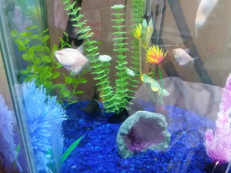 Imagitarium Purple Geode Aquarium Decor | Petco