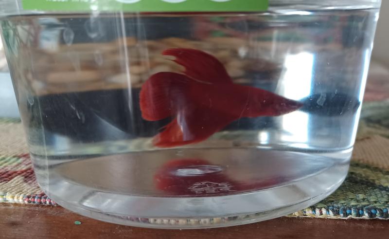 Red Male Veiltail Betta for Sale: Order Online | Petco
