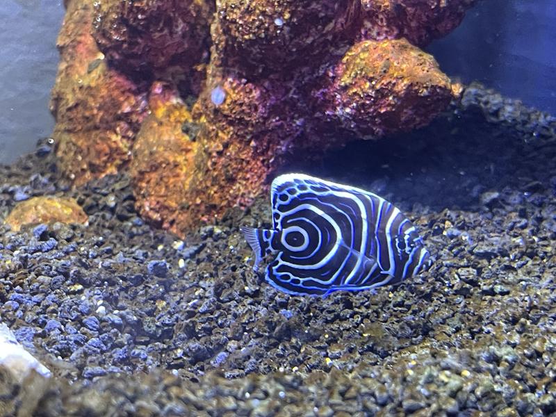 Emperor Angelfish, Juvenile For Sale - Small | Petco