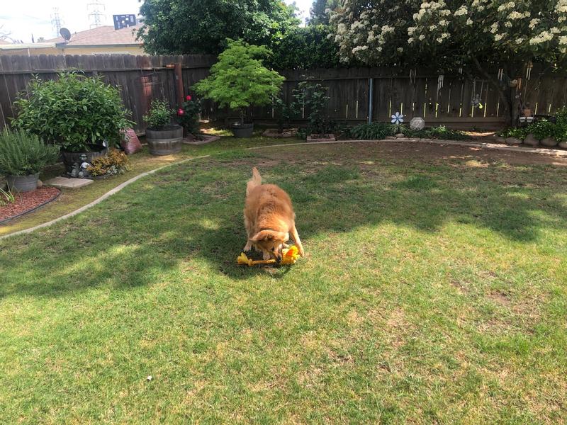 Leaps & Bounds Twisted Rope Dog Toy, X-Large | Petco