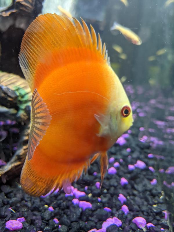 Marlboro Red Discus for Sale: Order Online | Petco