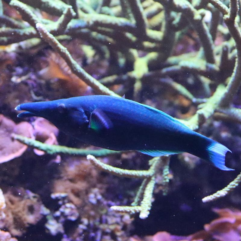 Petco Marine Female Black Bird Wrasse for Large Aquariums