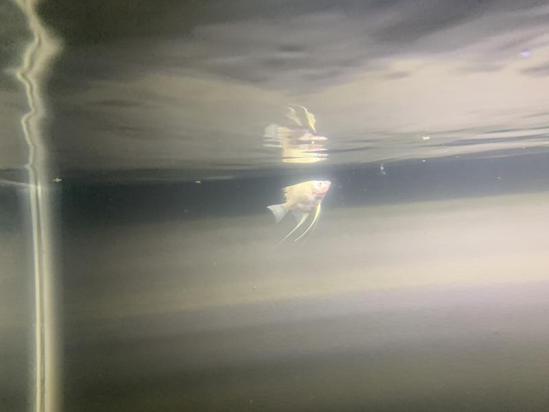 Platinum Angelfish For Sale | Petco