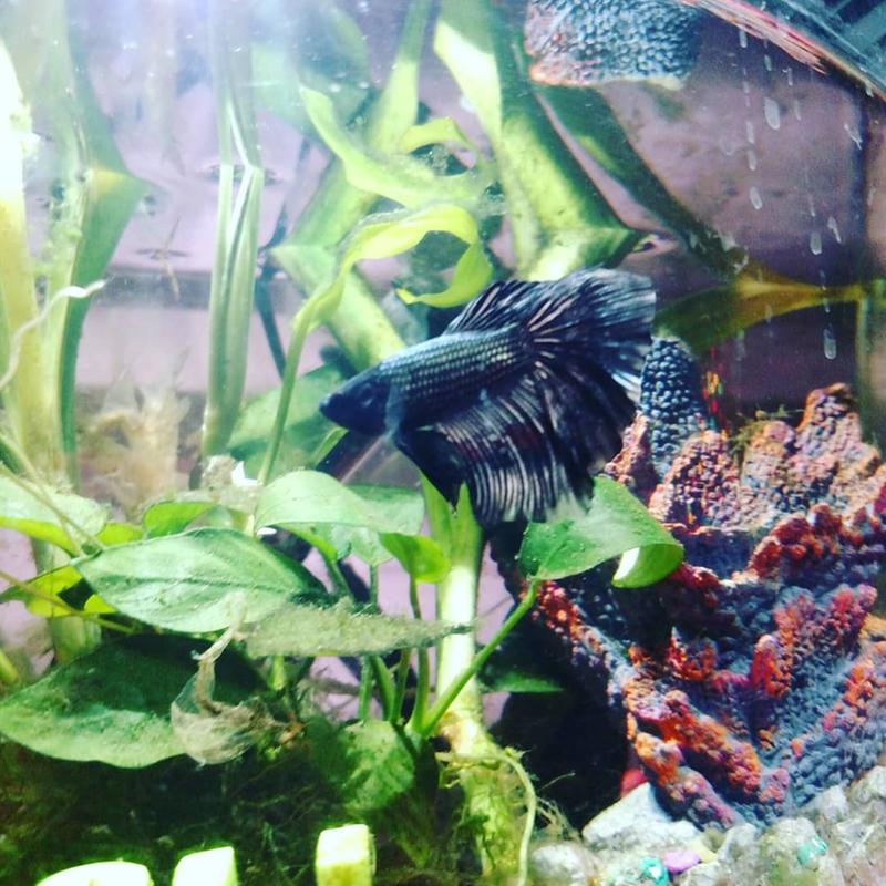 Male Copper Bettas for Sale: Order Online | Petco