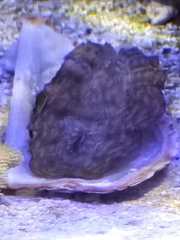 Striped Blue Rim Derasa Clam for Marine & Reef Aquariums