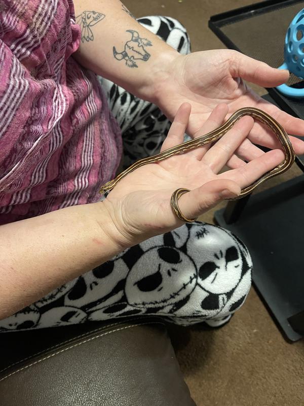 Frozen Pinkie Mouse, Large, Count of 50 | Petco