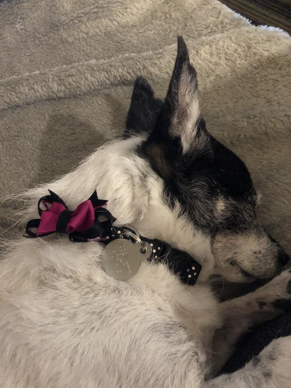 Quick-Tag Circle Personalized Engraved Pet ID Tag, Gold, Large | Petco