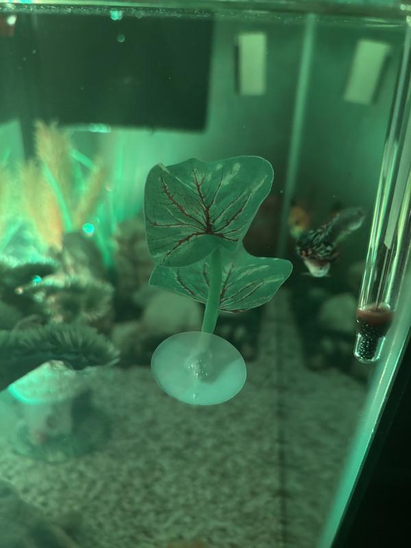 Imagitarium Double Leaf Betta Perch, Small | Petco