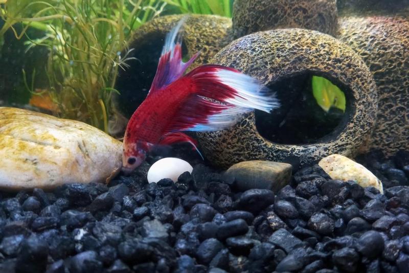 Imagitarium Baby Boy Betta Fish for Freshwater Aquariums