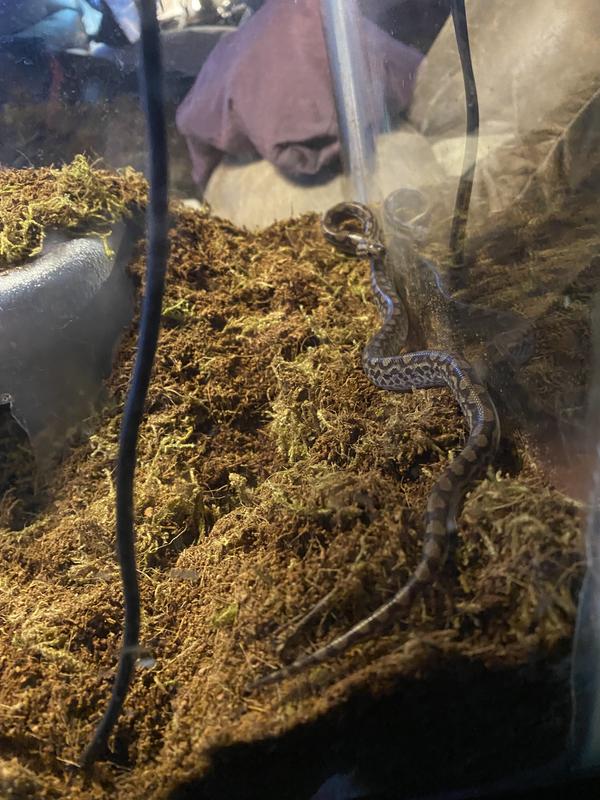 Frozen Fuzzy Mouse, Medium, Count of 50 | Petco