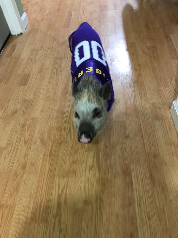 Pets First NCAA SEC Mesh Jersey for Dogs, Large, Georgia | Petco