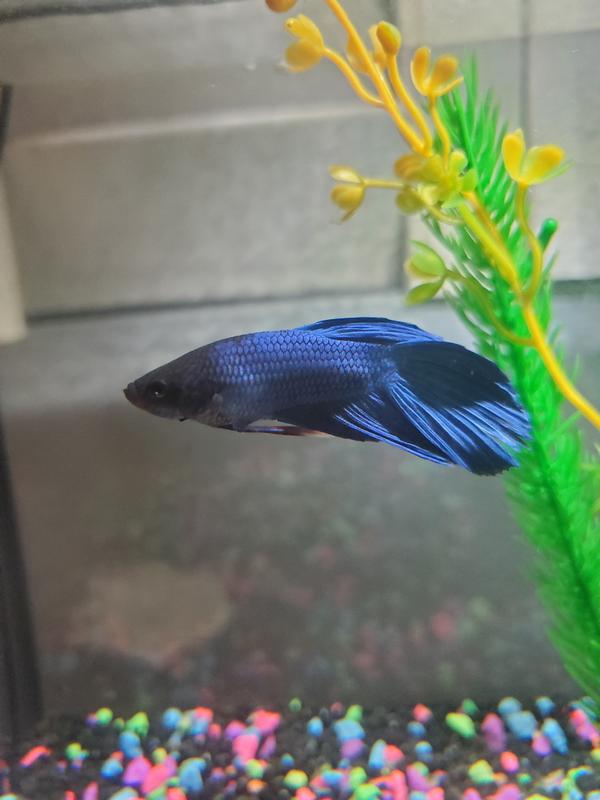 Blue Male Veiltail Betta for Sale: Order Online | Petco