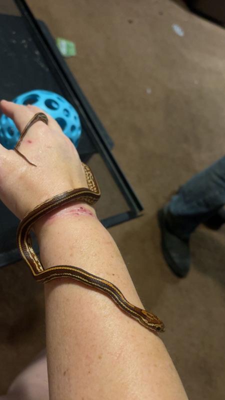 Frozen Pinkie Mouse, Large, Count of 50 | Petco