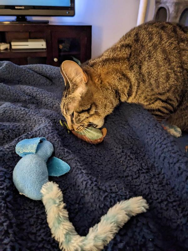 Leaps & Bounds Plush Mouse with Compressed Catnip Cat Toy | Petco