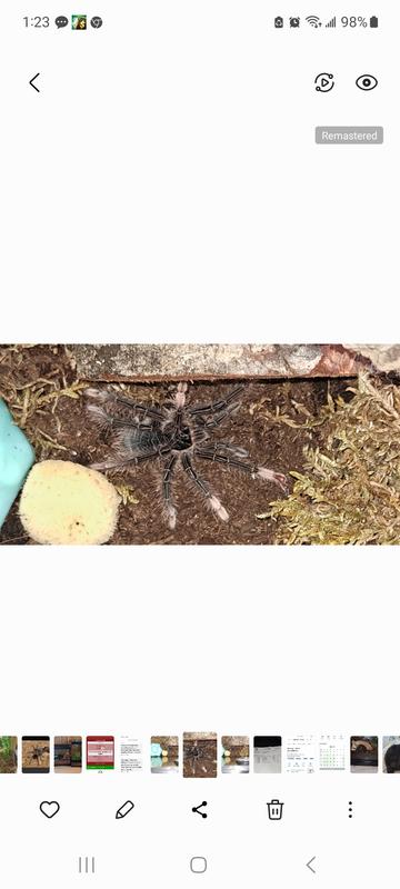 Petco Diverse Tarantulas - Easy Care & Long Lifespan