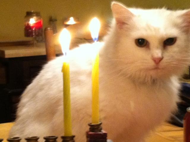 PetAg Cat-Sip Real Milk Treat, 8 fl. oz. | Petco