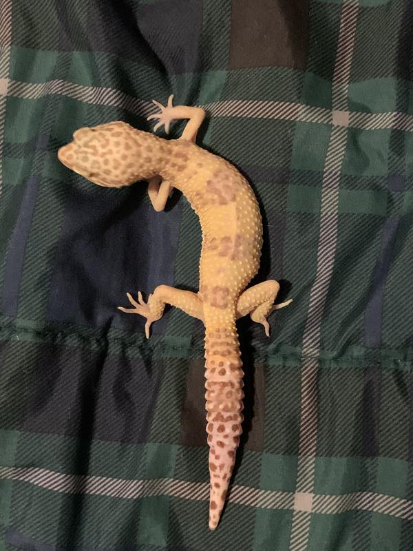 Fluker's Repta+Boost Insectivore Boost, 1.8 oz. | Petco