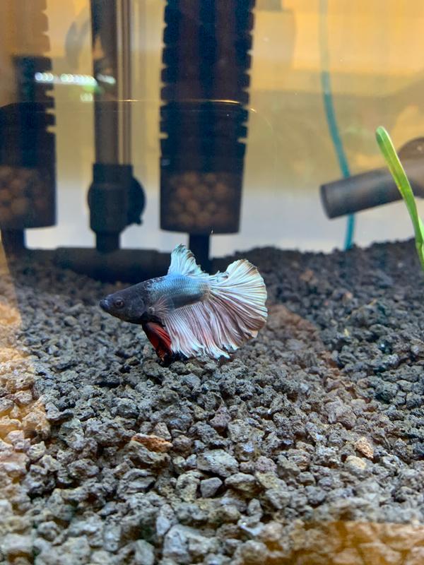 Male Copper Bettas for Sale: Order Online | Petco