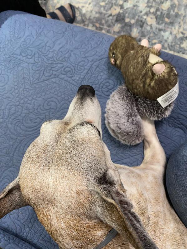 Leaps & Bounds Wildlife Squirrel Dog Toy, Small | Petco