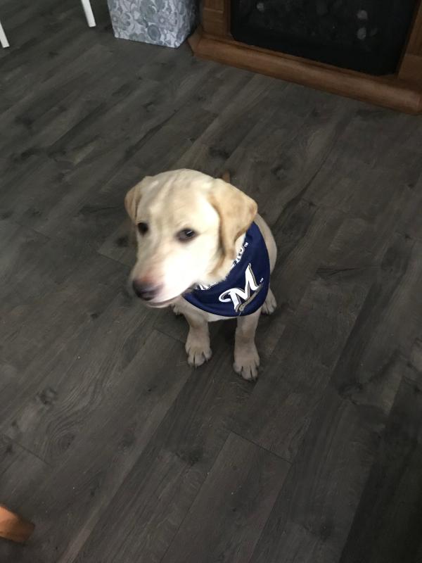 Pets First MLB National League Reversible Bandana for Dogs, Small ...