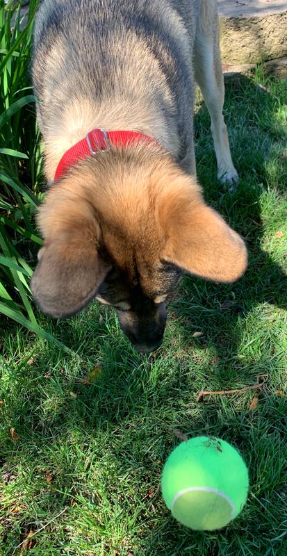 Petco Jumbo Tennis Ball Dog Toy in Assorted Colors, 4.75" | Petco