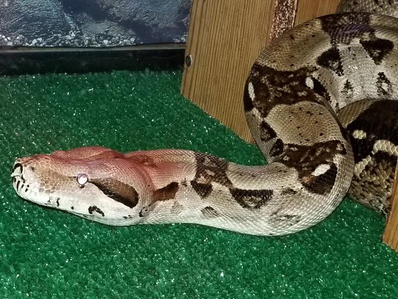 Frozen XL (Jumbo) Rat, Count of 25 | Petco