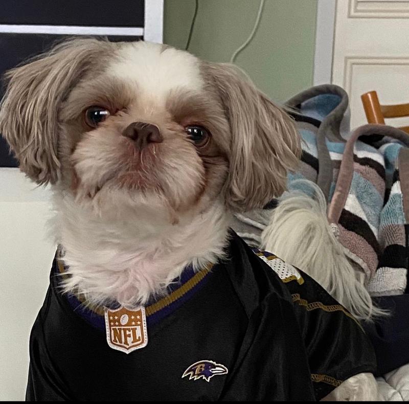 Pets First NFL AFC North Mesh Jersey For Dogs, X-Large, Cleveland ...