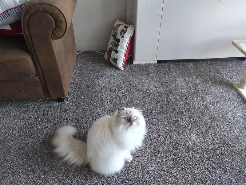 So Phresh Charcoal Shatter Shield High-Back Cat Litter Box, 18.5" L X ...