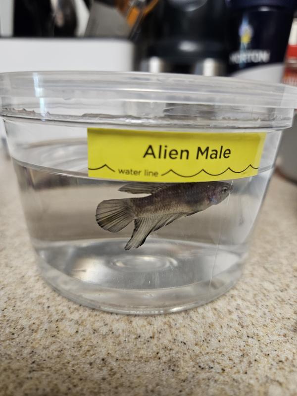 Imagitarium Green Alien Betta Fish: Easy-Care & Colorful